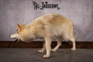 Arctic Wolf taxidermy mount SKU 2508 - All Taxidermy