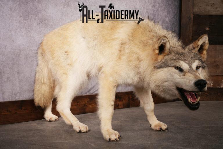 Arctic Wolf taxidermy mount SKU 2508 - All Taxidermy