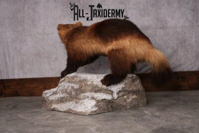 Wolverine taxidermy mount SKU 2580 - All Taxidermy