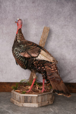 Osceola Turkey taxidermy mount SKU 2581 - All Taxidermy