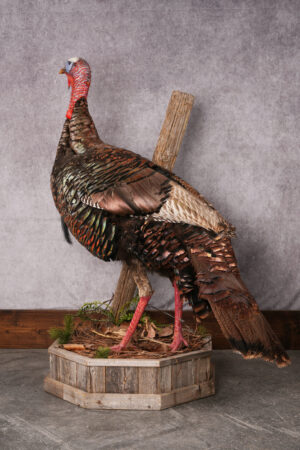 Osceola Turkey taxidermy mount SKU 2581 - All Taxidermy