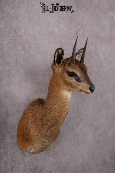 African Klipspringer taxidermy shoulder mount SKU 2527 - All Taxidermy
