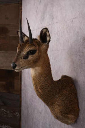 African Klipspringer taxidermy shoulder mount SKU 2527 - All Taxidermy