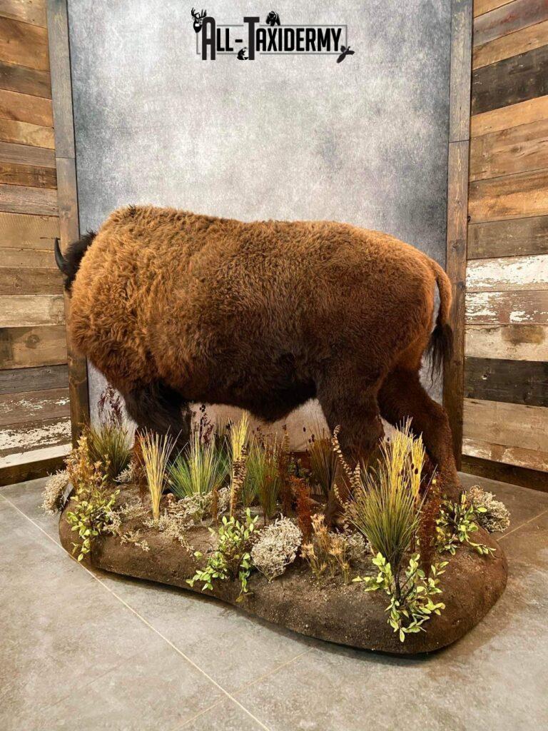 Full Body Bison Taxidermy Mount SKU 2594 - All Taxidermy