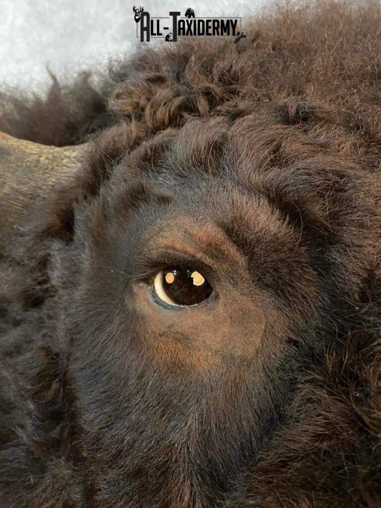 Full Body Bison Taxidermy Mount SKU 2594 - All Taxidermy