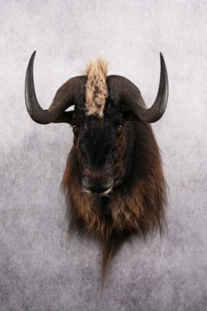 Mythical Creature SKU 2601 - All Taxidermy