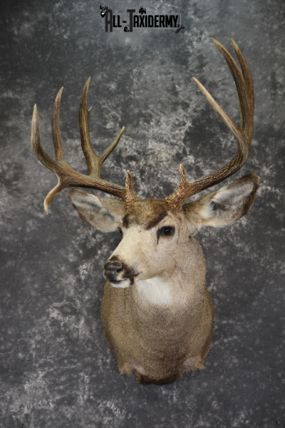 Different Types of Deer Antlers & Species Explained