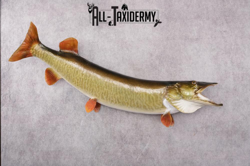 Muskie Taxidermy Mount SKU 2622 - All Taxidermy
