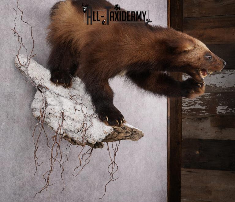 Wolverine Taxidermy mount SKU 2578 - All Taxidermy