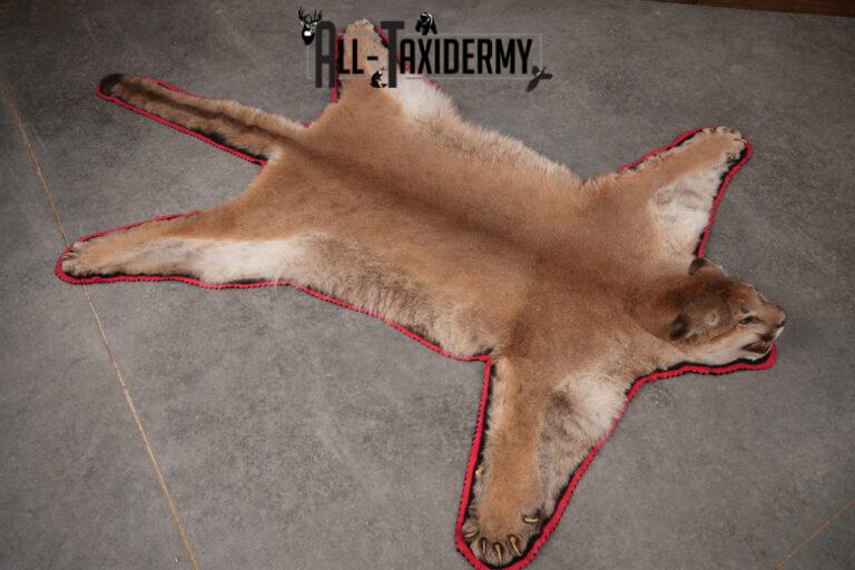 Mountain Lion Taxidermy Mount SKU 2608 - All Taxidermy