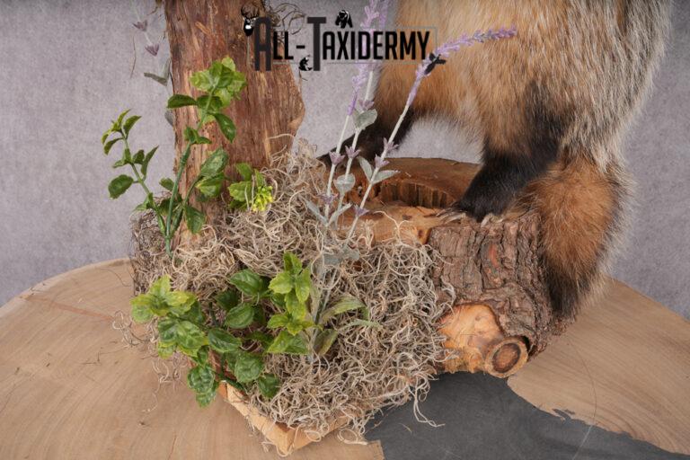 Full Body Badger Taxidermy Mount SKU 2633 - All Taxidermy