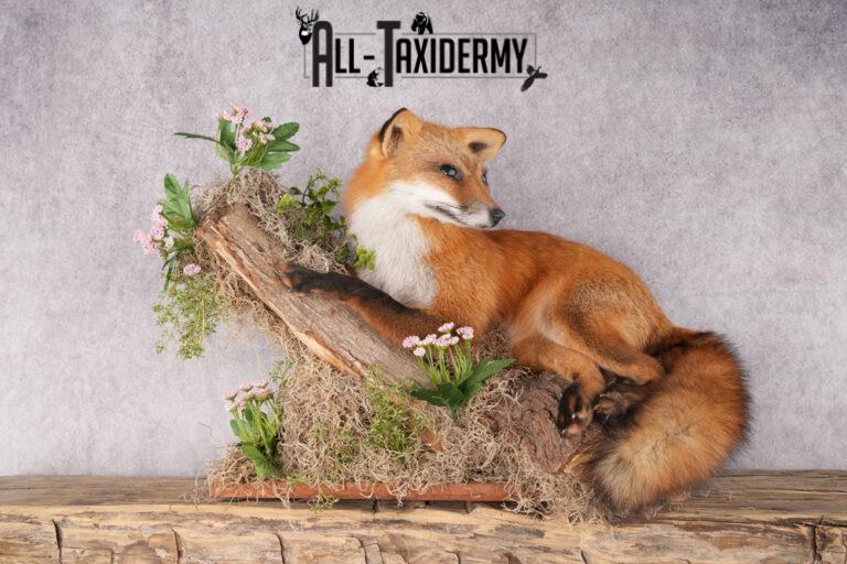 Full Body Red Fox Taxidermy mount SKU 2668 - All Taxidermy