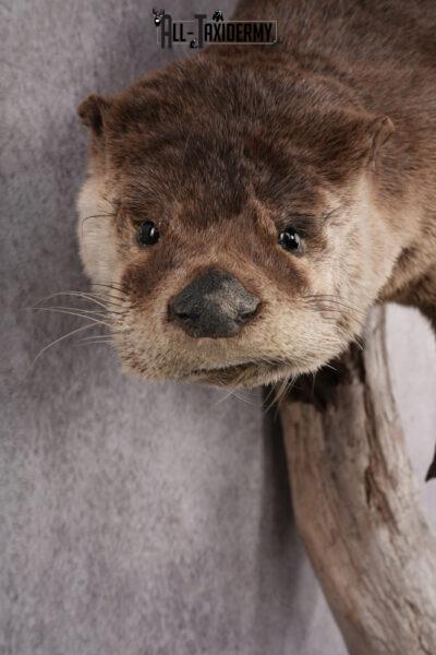 Full Body Otter Taxidermy Mount SKU 2631 - All Taxidermy