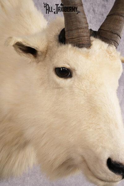 Mountain Goat Taxidermy Shoulder Mount SKU 2682 - All Taxidermy