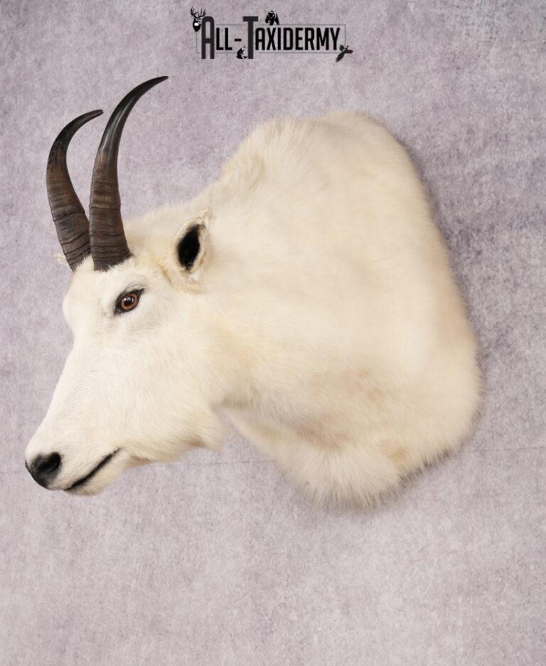 Mountain Goat Shoulder Mount SKU 2652 - All Taxidermy