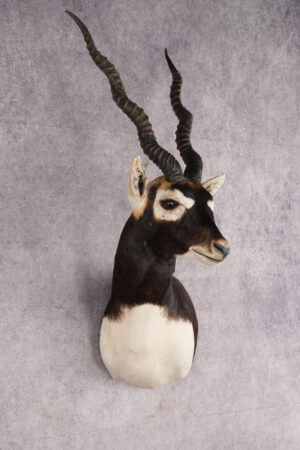Himalayan Blackbuck Taxidermy Shoulder Mount SKU 2658 - All Taxidermy