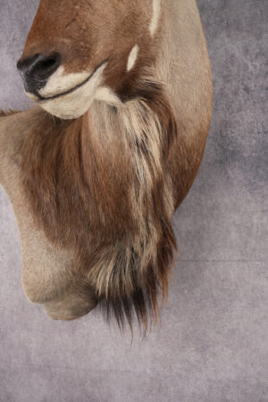 African Greater Kudu Shoulder Mount SKU 2661 - All Taxidermy