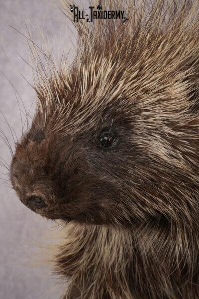 Full Body Porcupine taxidermy mount SKU 2635 - All Taxidermy