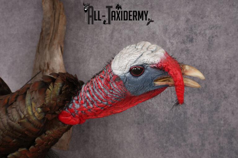 Flying Eastern Turkey taxidermy mount SKU 2646 - All Taxidermy