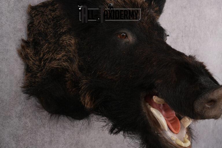 Russian Boar taxidermy shoulder mount for sale SKU 2730 - All Taxidermy