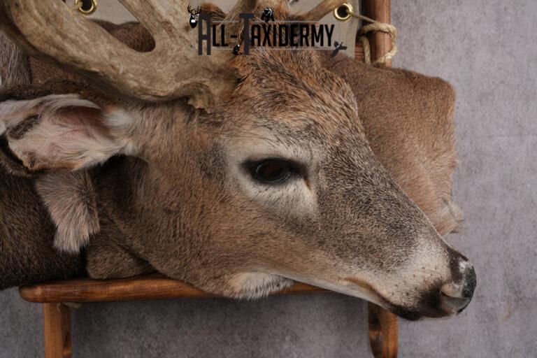 Whitetail deer back pack taxidermy mount for sale SKU 2731 - All Taxidermy