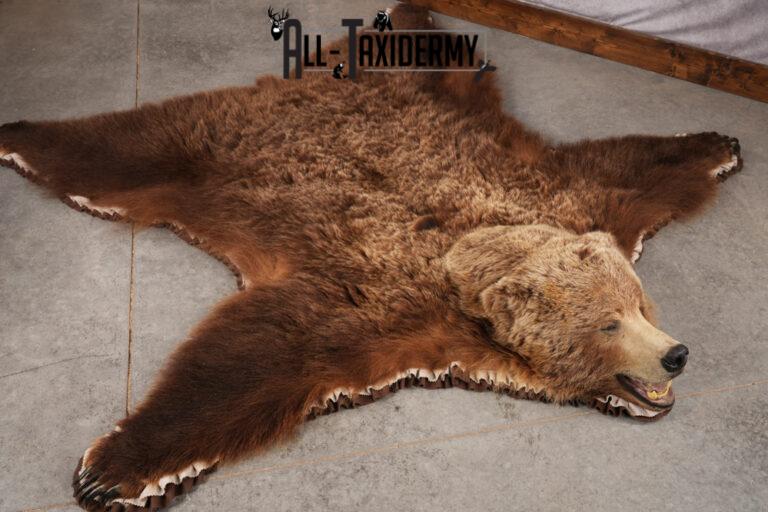 Grizzly Bear Taxidermy Rug SKU 2641 - All Taxidermy