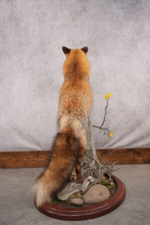 Red Fox Taxidermy Mount SKU 2775 - All Taxidermy