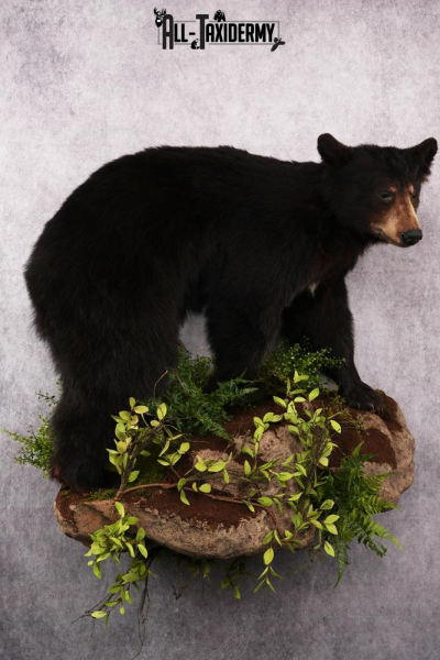 Black Bear Mount Ideas