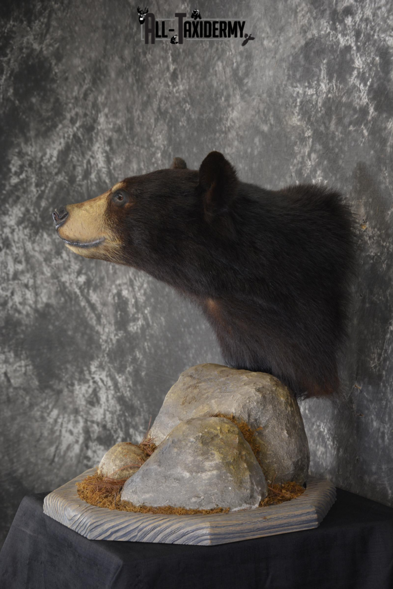 Black Bear Mount Ideas