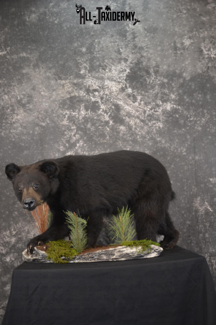 Black Bear Mount Ideas