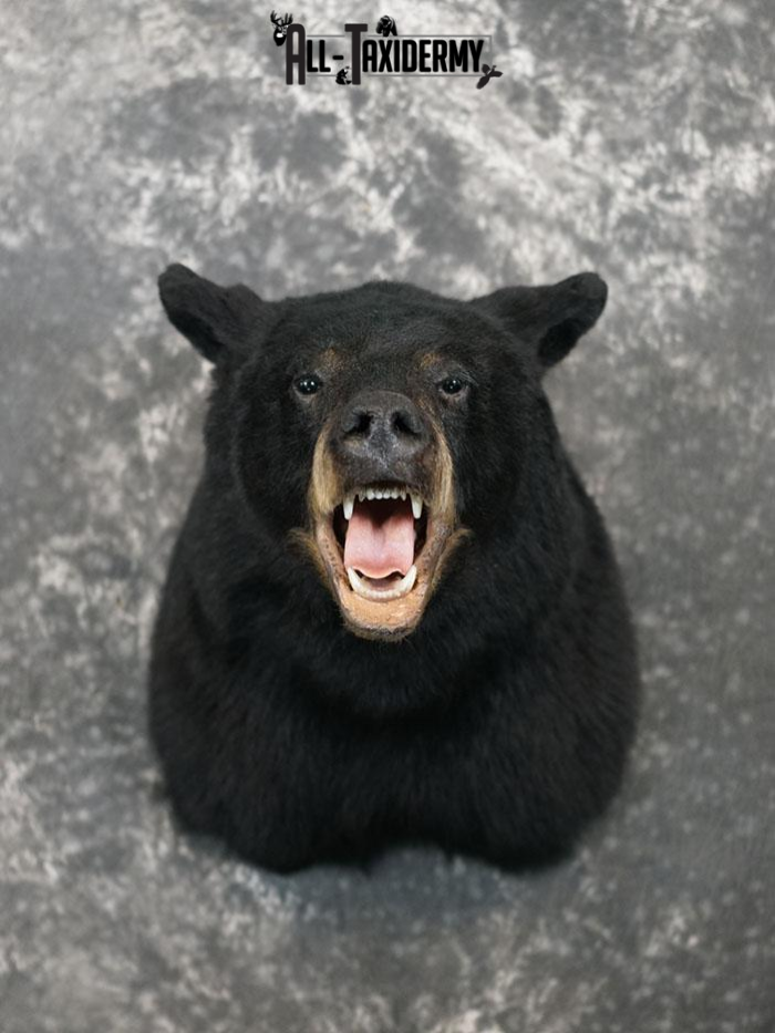 5 Popular Ways to Pose Your Bear Mounts